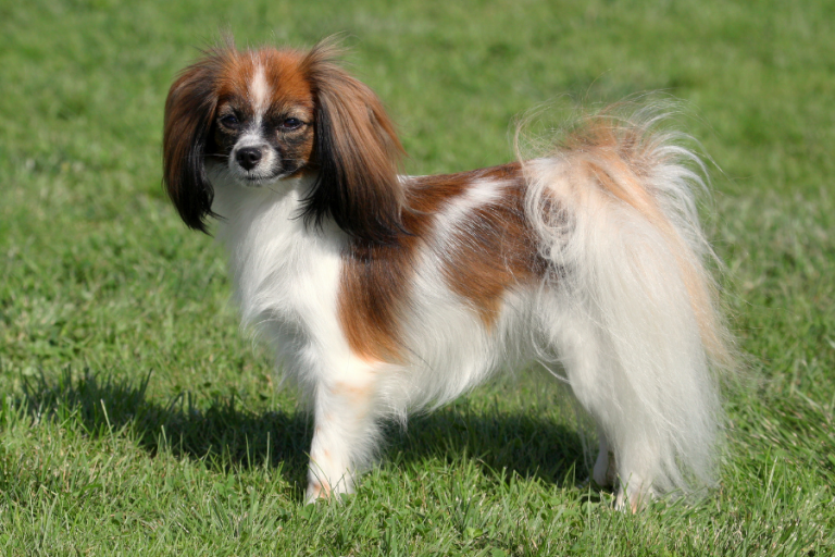 10 Smartest Small Dog Breeds That Are Easiest To Train - Small Dog ...